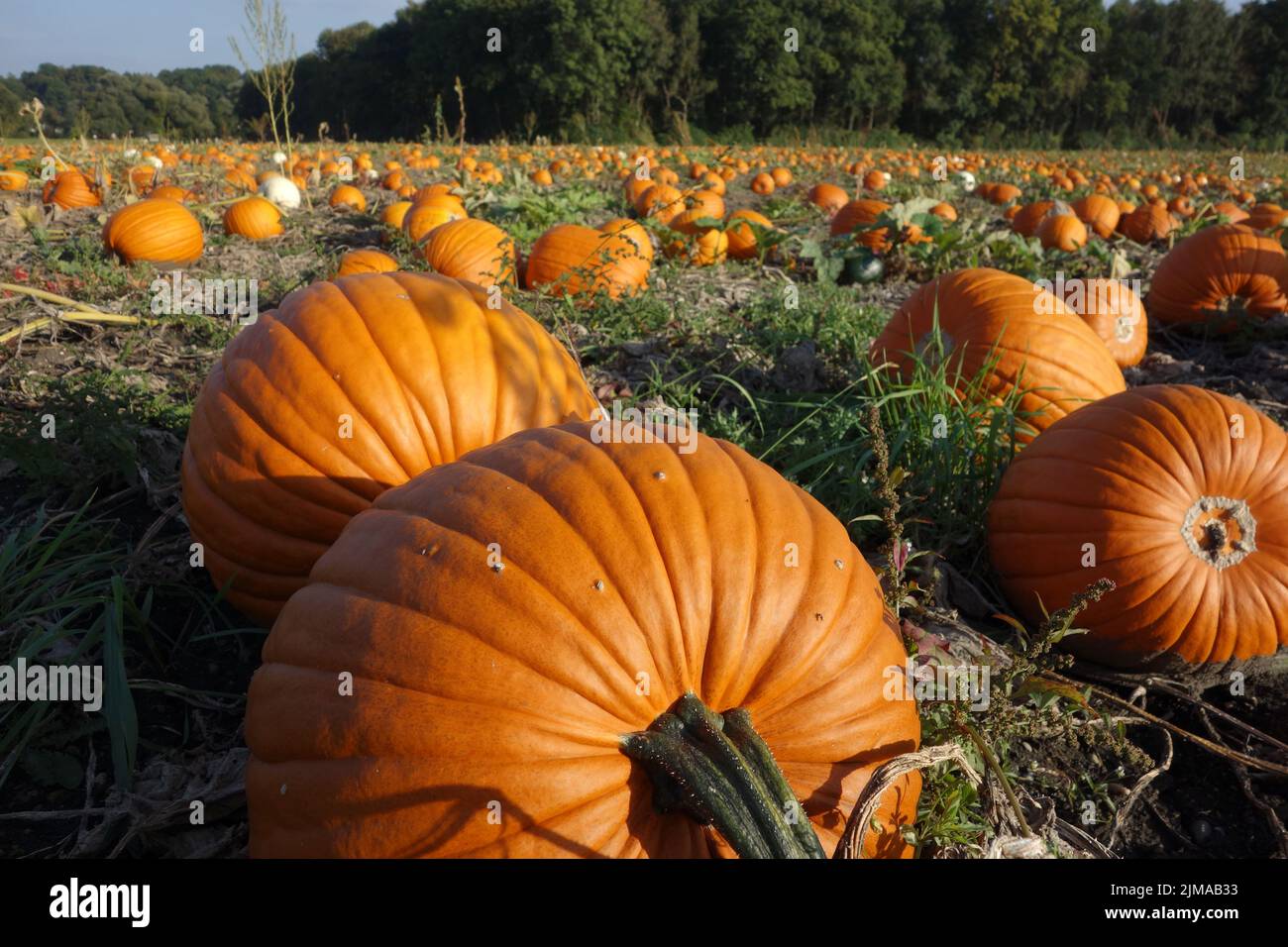 Ornamental gourd field hi-res stock photography and images - Alamy