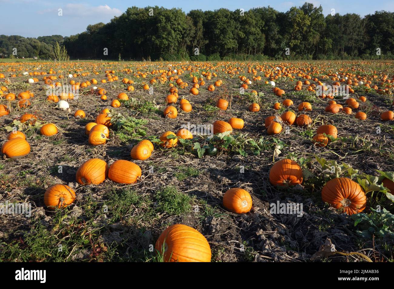 Ornamental gourd field hi-res stock photography and images - Alamy