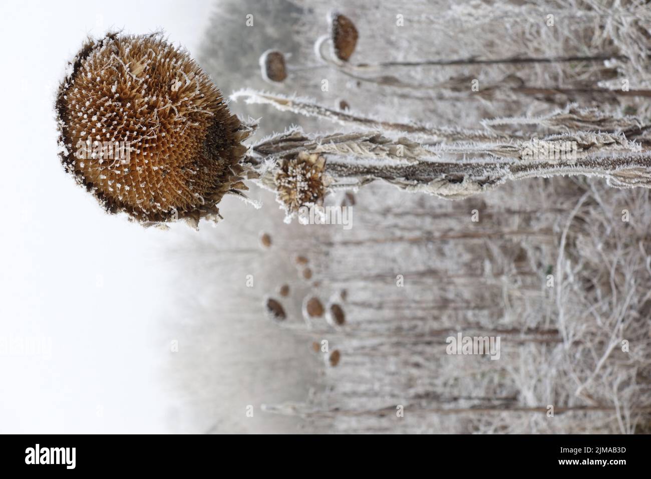Winterfield hi-res stock photography and images - Alamy