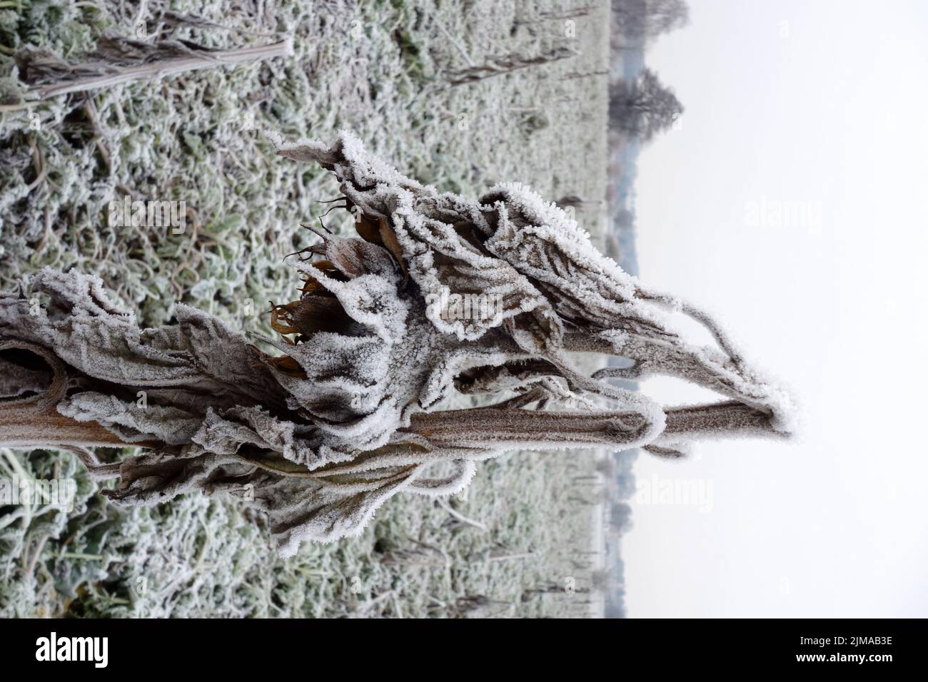 Winterfield hi-res stock photography and images - Alamy