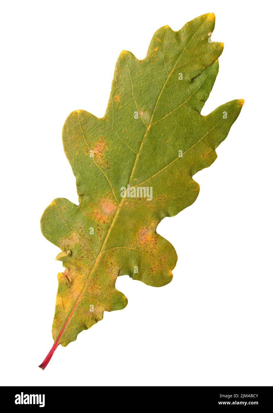 Oak tree autumn Cut Out Stock Images & Pictures - Alamy