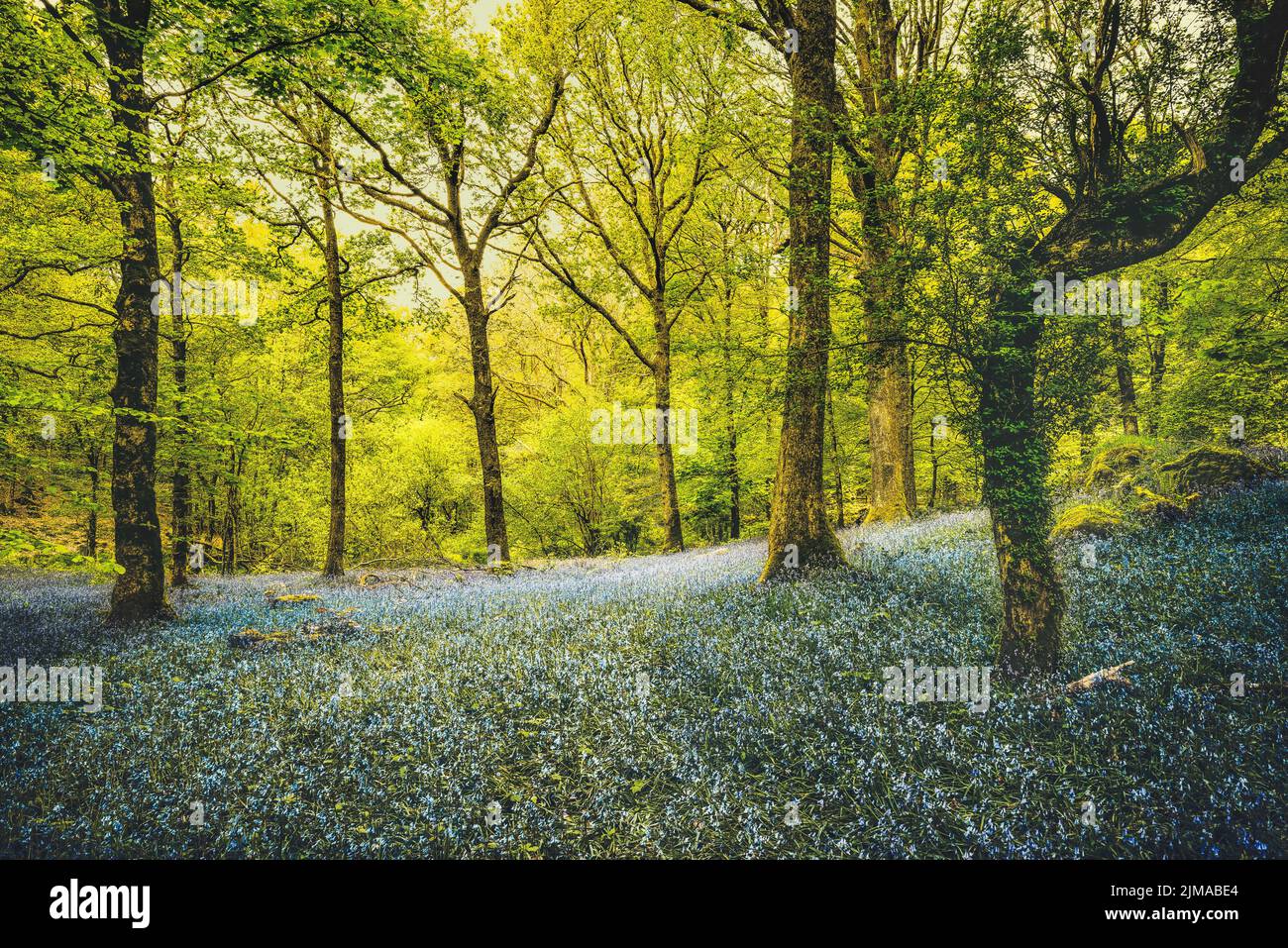 A carpet of bluebells in a secretive woodland in the Rusland Valley of ...