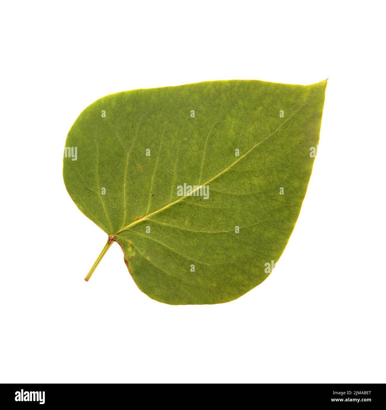 Outdoor autumn Cut Out Stock Images & Pictures - Alamy