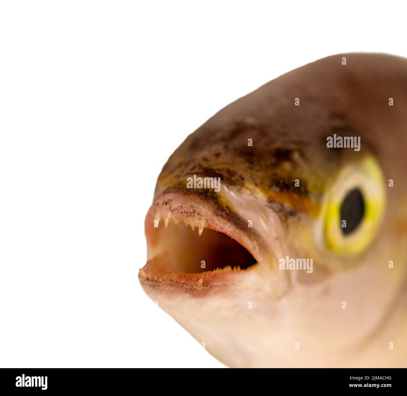 Sea sharp teeth hi-res stock photography and images - Alamy