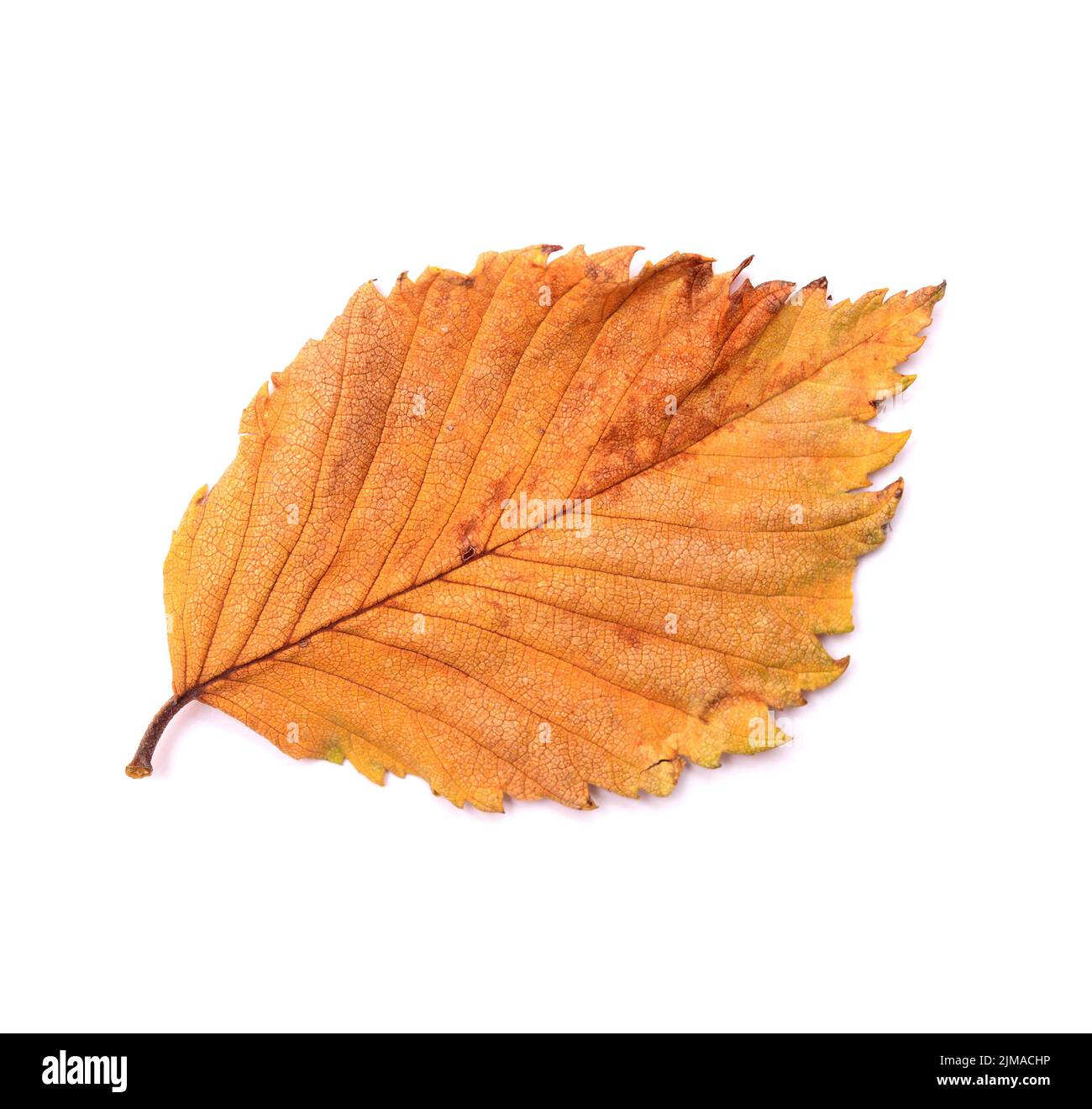 Closeup dry yellow leaf hi-res stock photography and images - Alamy