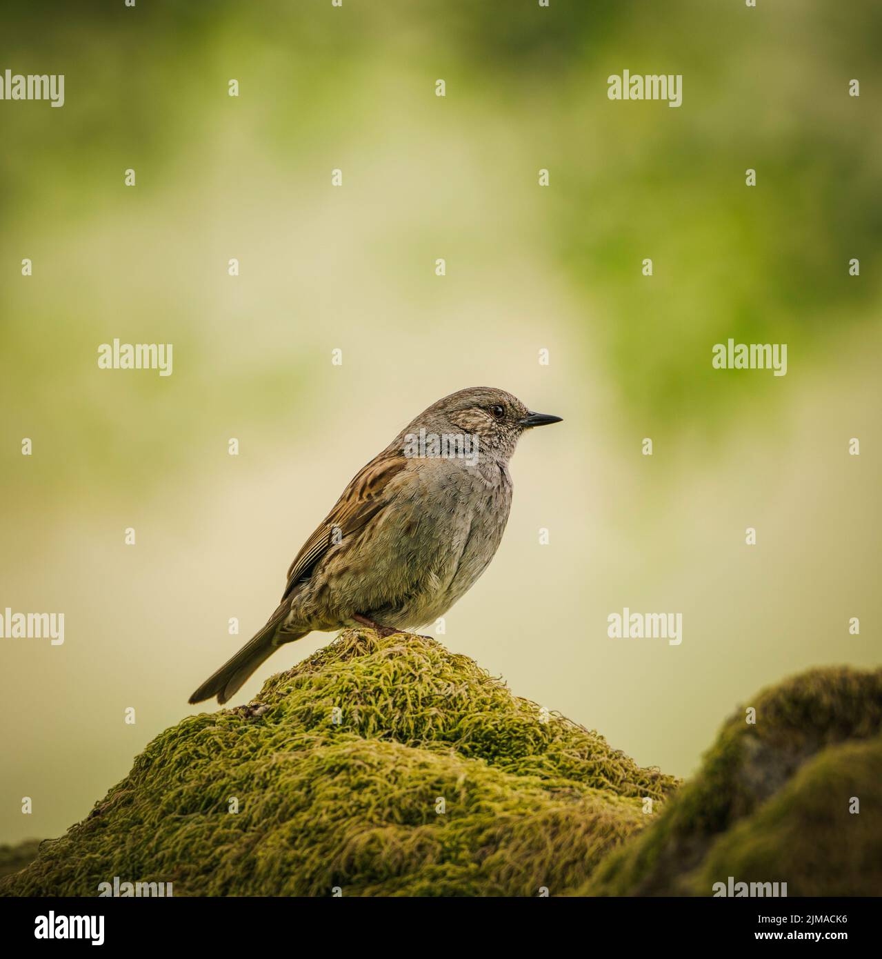 Scaur hi-res stock photography and images - Alamy