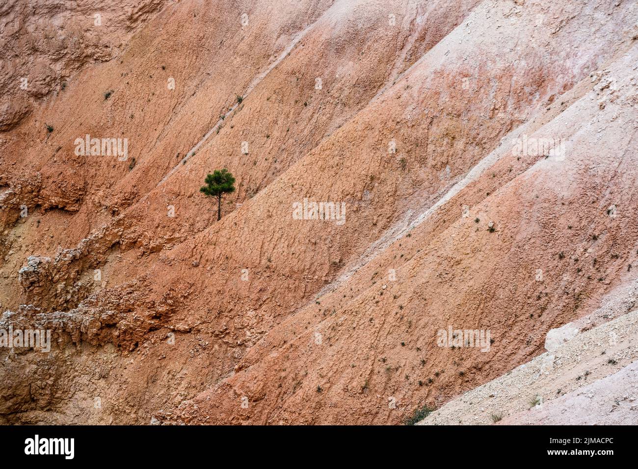 A lone tree in the immense rock structures in Bryce Canyon Stock Photo ...