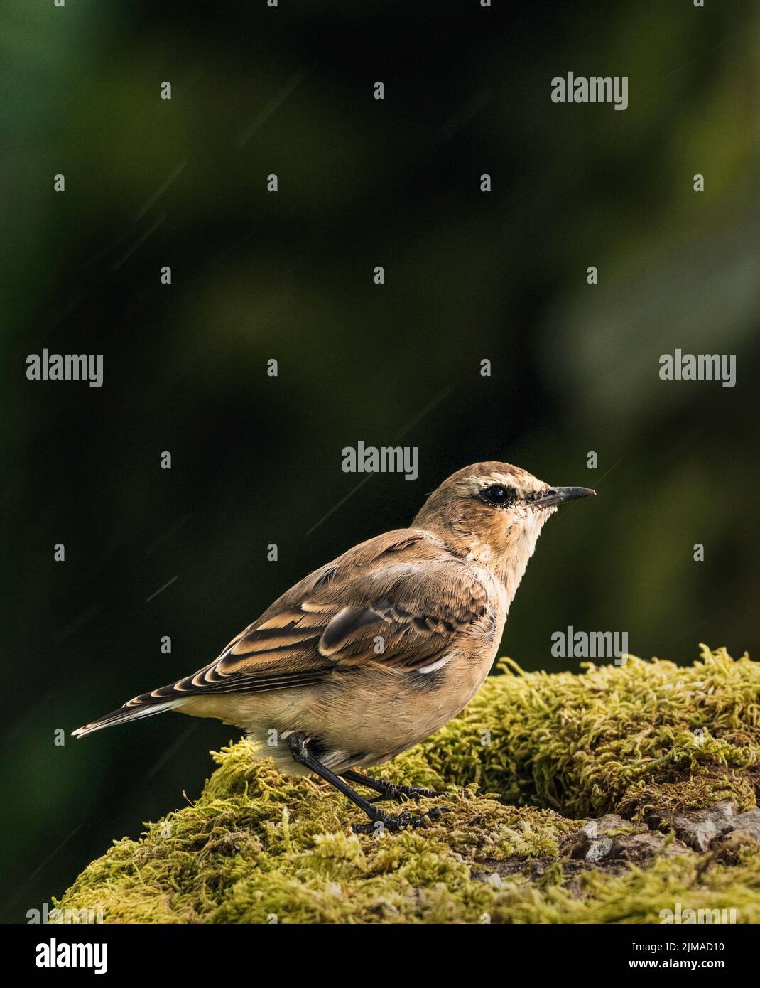 Female northern wheatear hi-res stock photography and images - Alamy