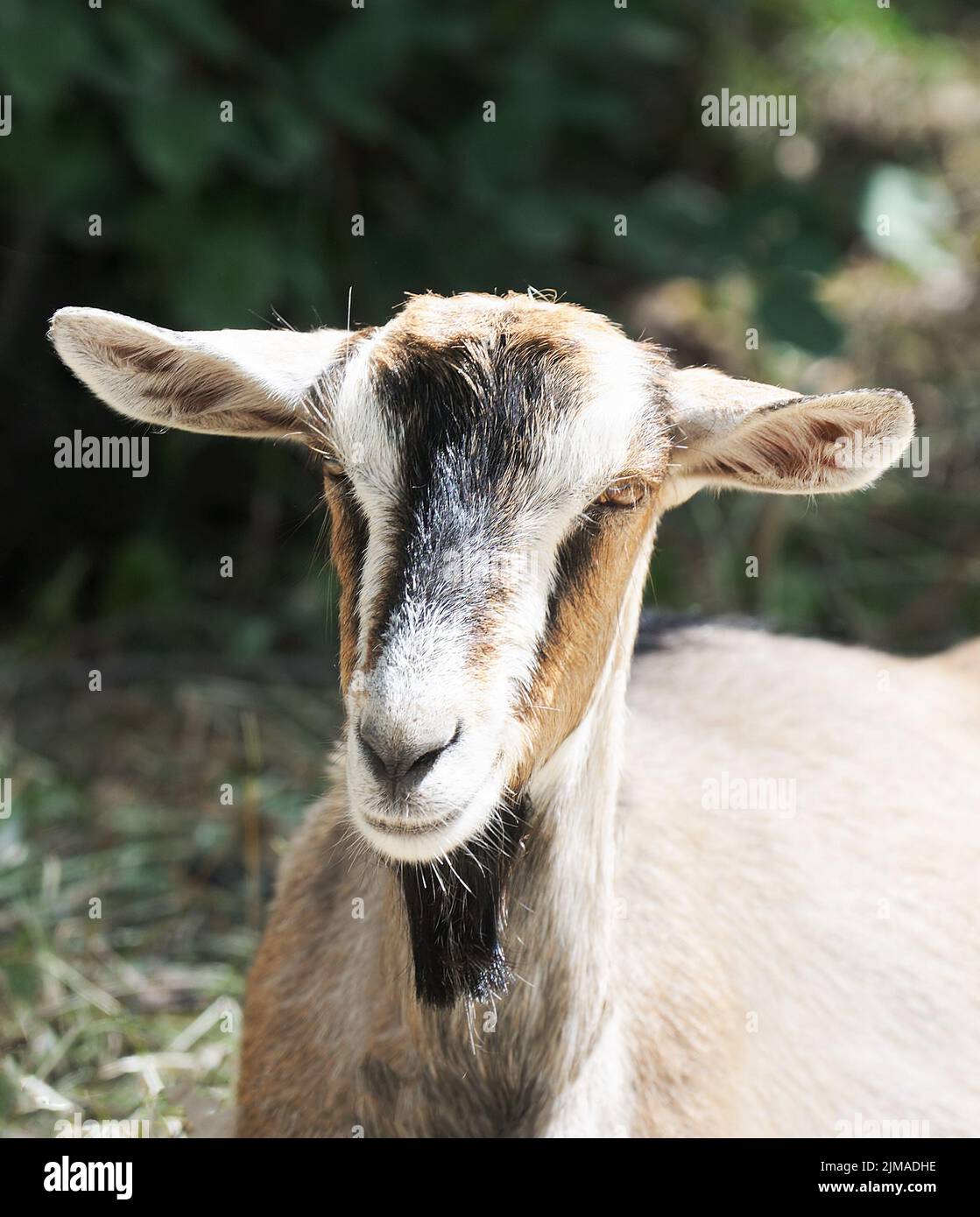 Goat outdoor hi-res stock photography and images - Alamy