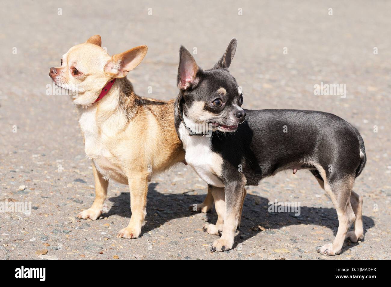 Two Chihuahua dogs standing over blurry grey background Stock Photo - Alamy
