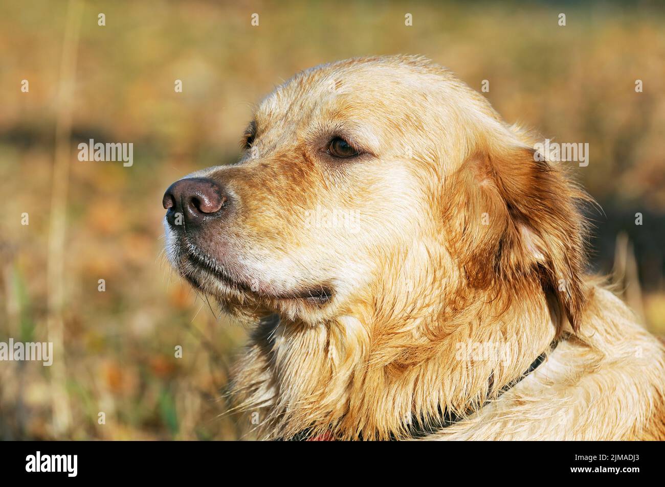 Labrador Retriever dog outdoors summer portrait over blurry background ...