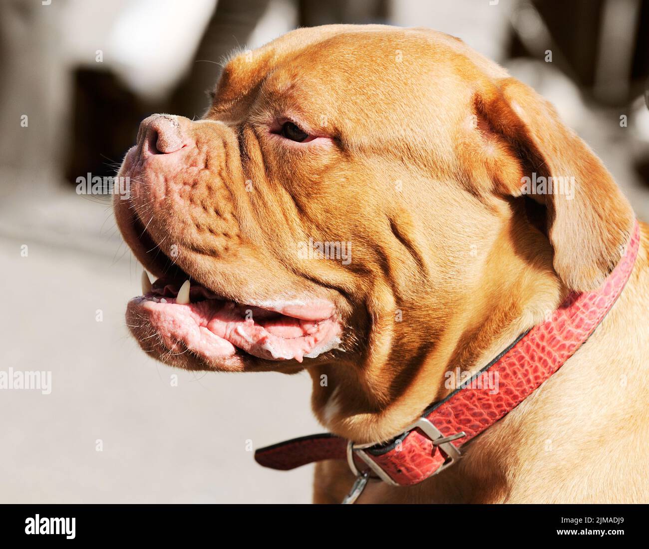 Bordeaux dog outdoor portrait over blurry background Stock Photo - Alamy