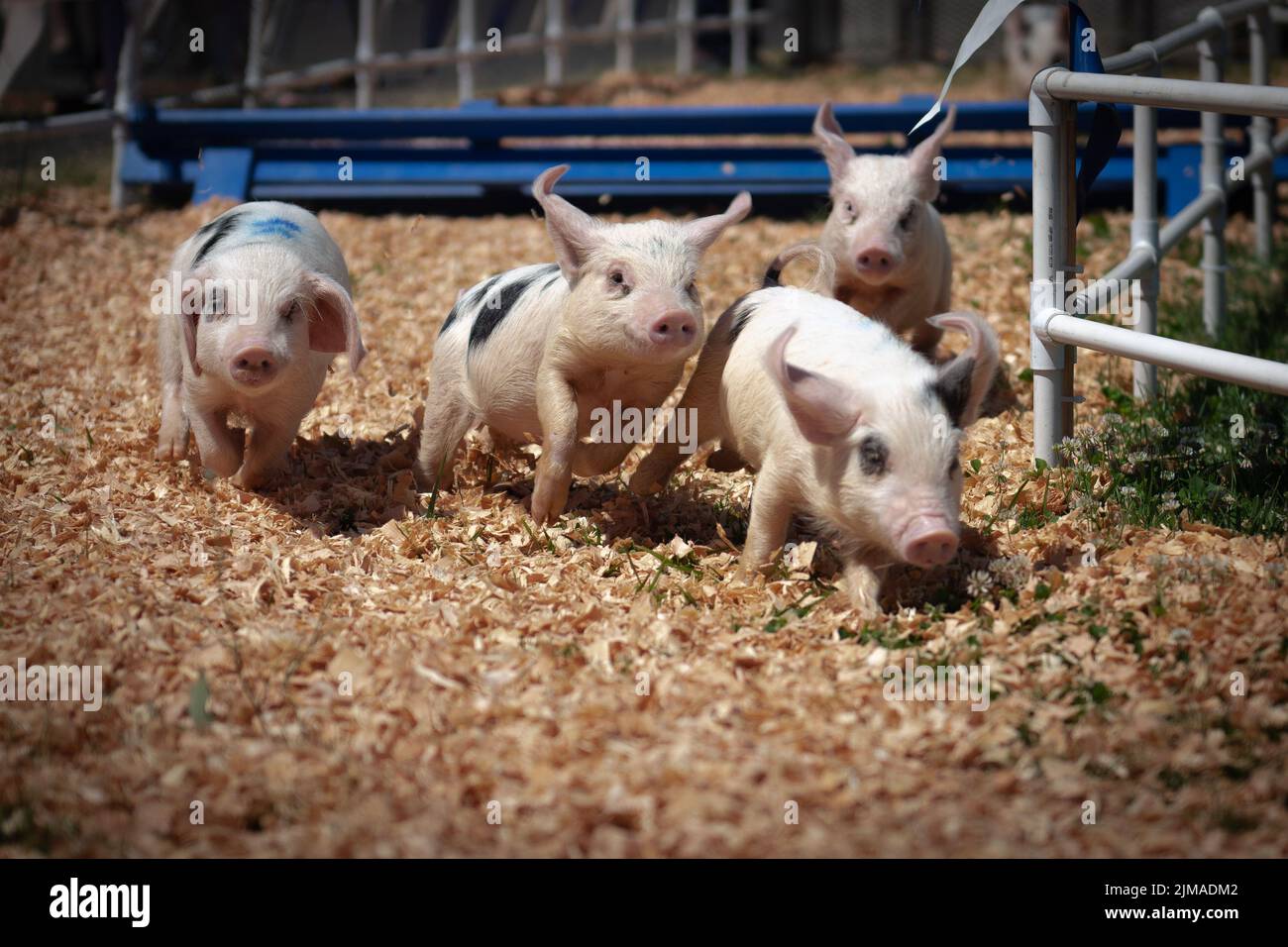 A cute baby pigs walking and playing Stock Photo - Alamy