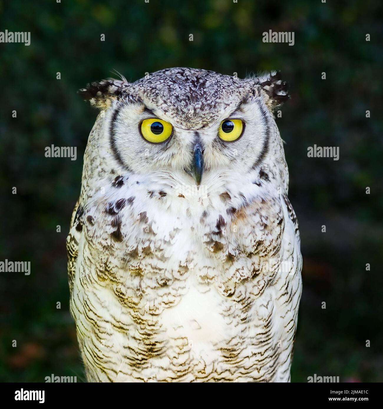 European birding hi-res stock photography and images - Alamy