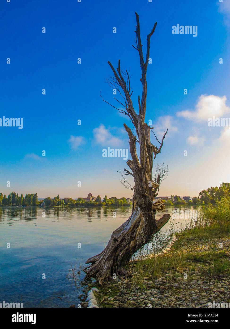 Old tree on the shore of the island Reichenau with church St. Peter and ...