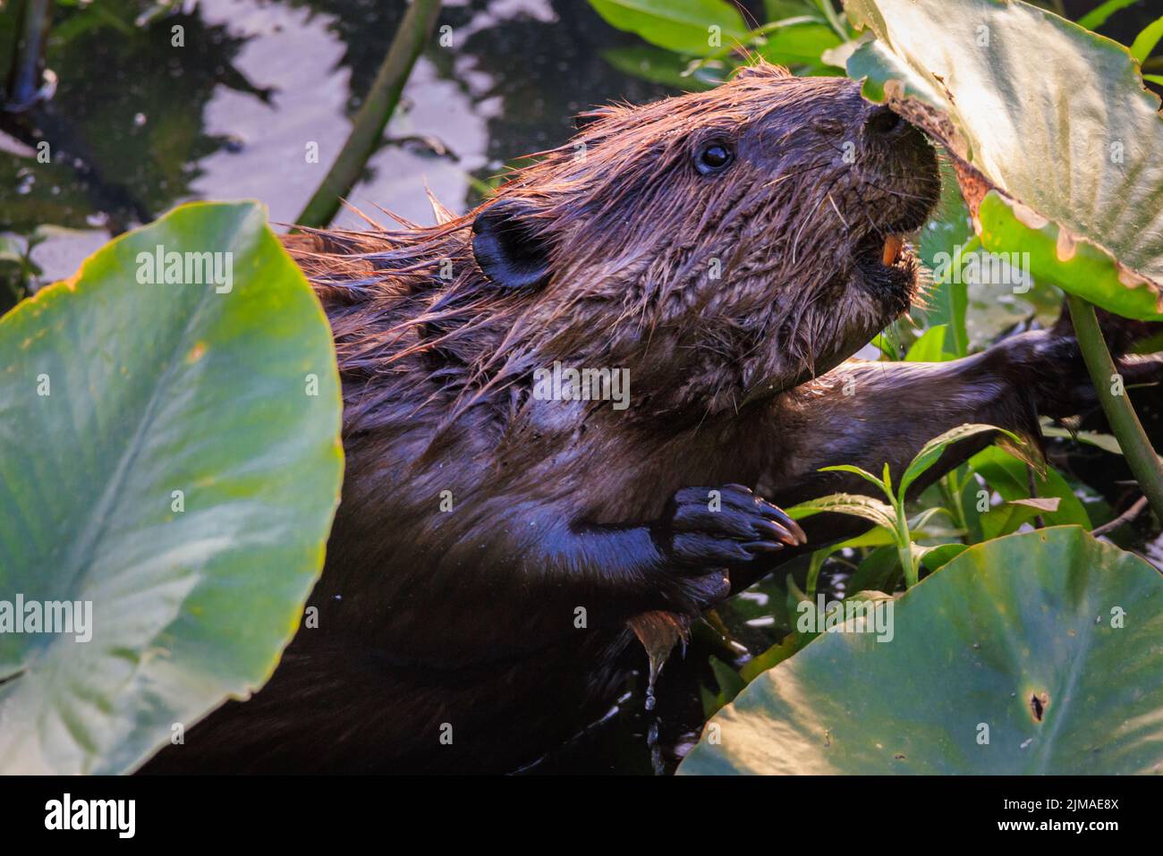 Wet beaver creek usa hi-res stock photography and images - Alamy