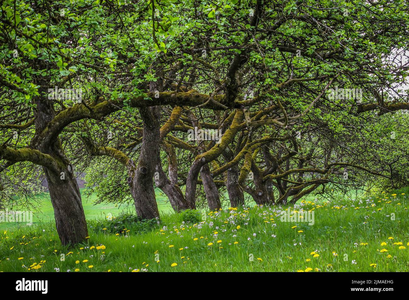 Apple trees and spring meadow Stock Photo - Alamy