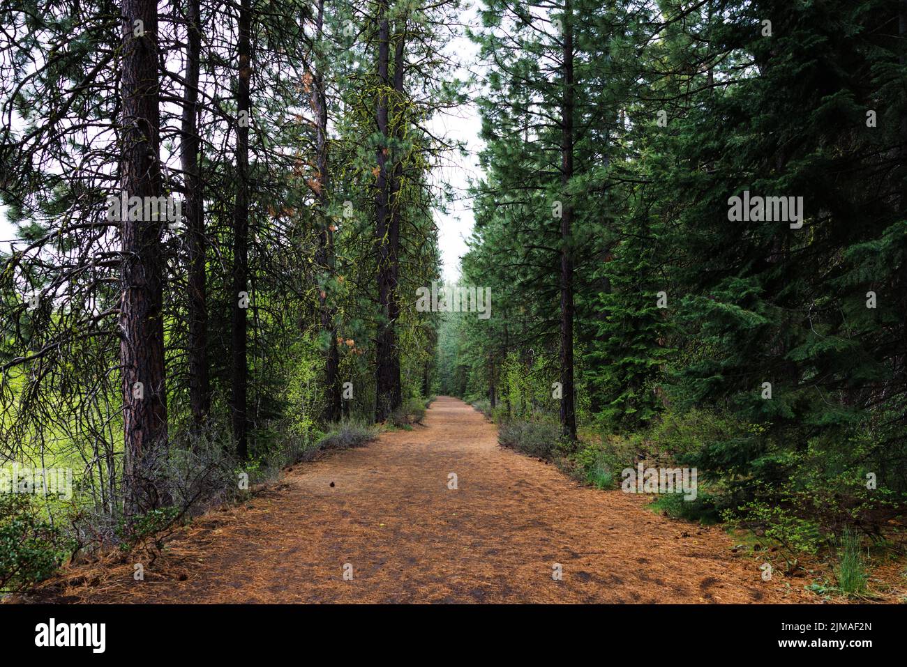A trail in Benham Falls, Oregon Stock Photo - Alamy