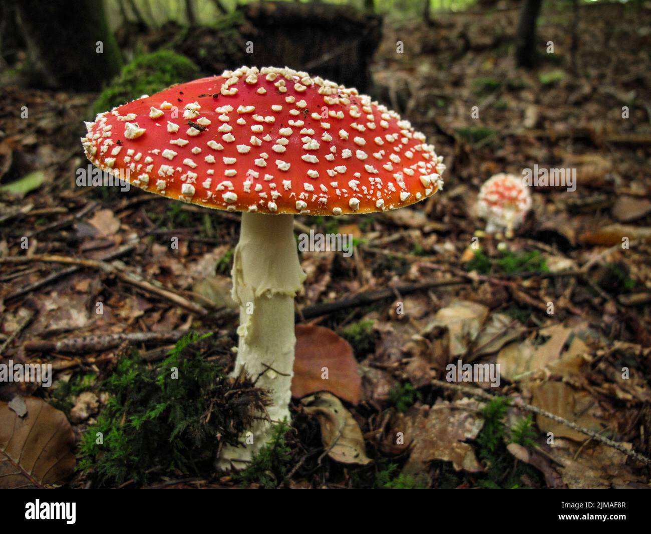 Toadstool in the forest Stock Photo - Alamy