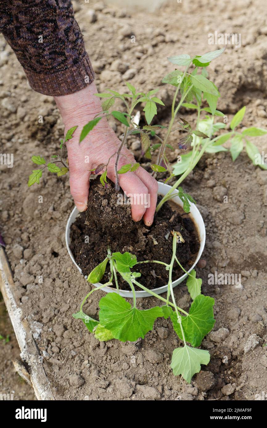 The hand of an old woman planting seedlings in the ground Stock Photo ...