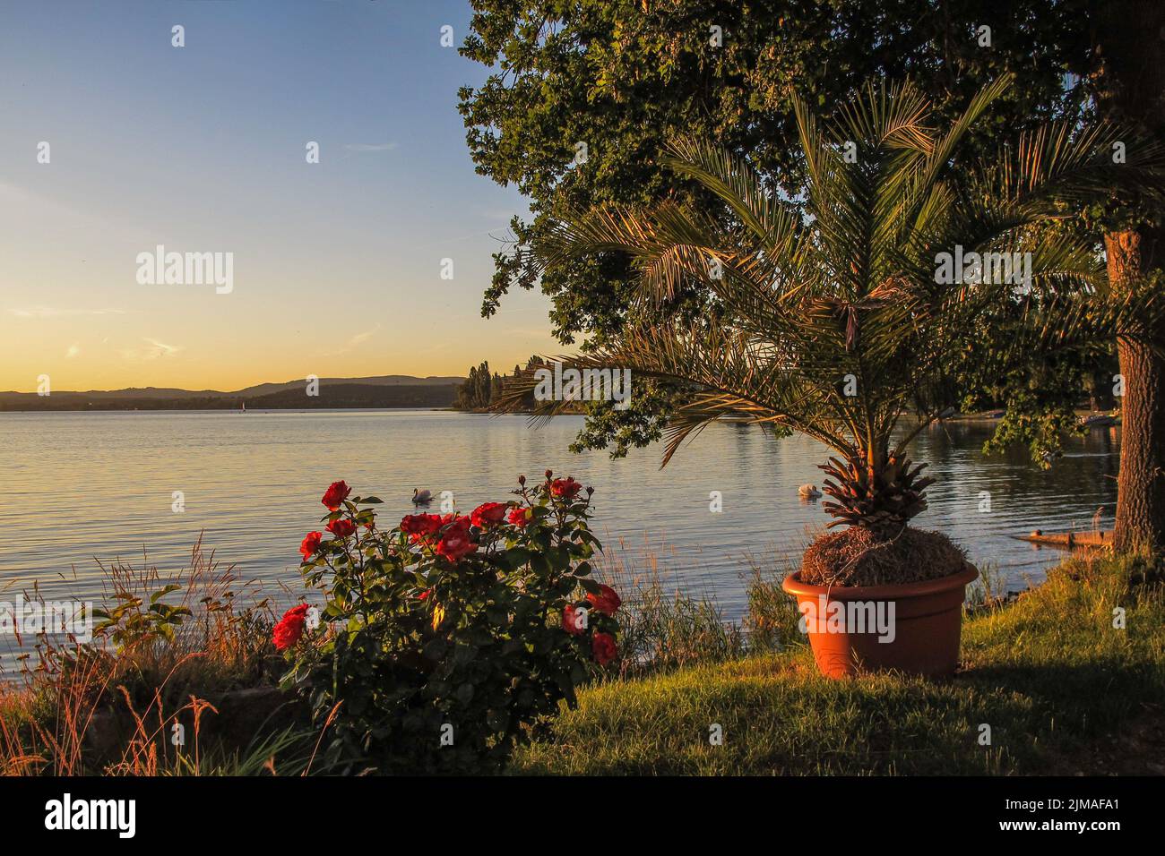 Palm trees on the island of Reichenau - Lake Constance Stock Photo - Alamy
