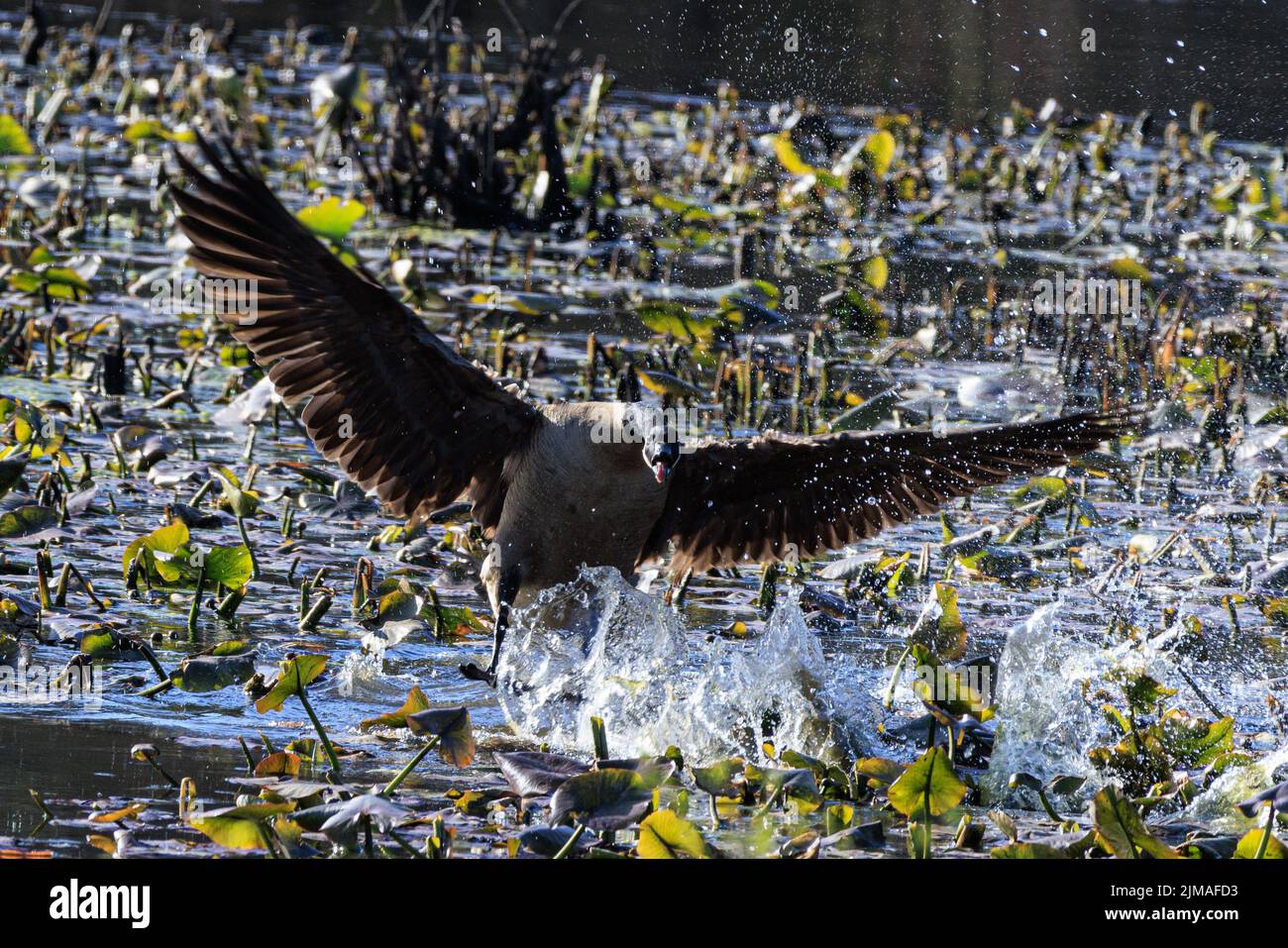 A canadian goose at the creek area in Virginia Stock Photo - Alamy