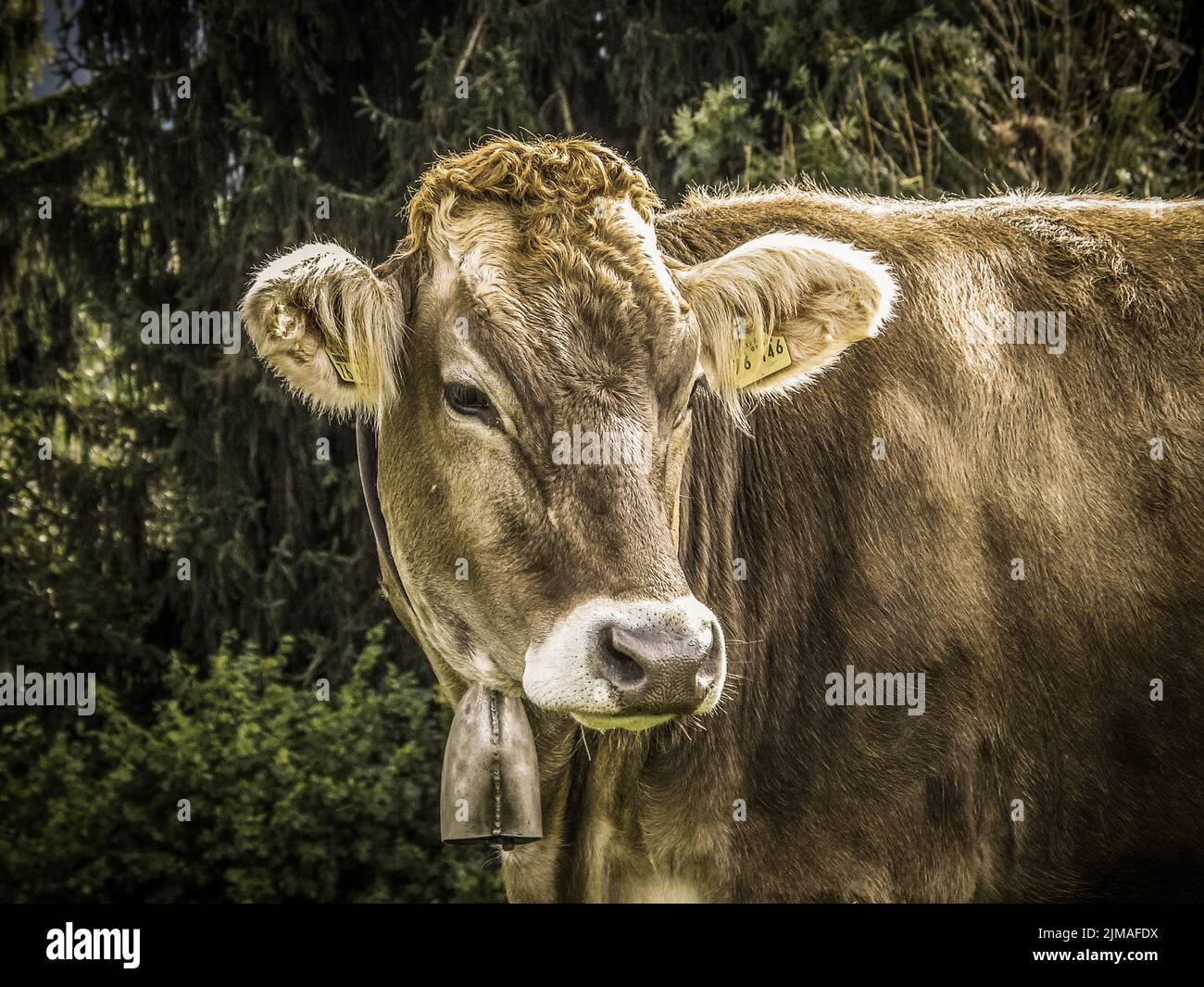 Bell around neck hi-res stock photography and images - Alamy