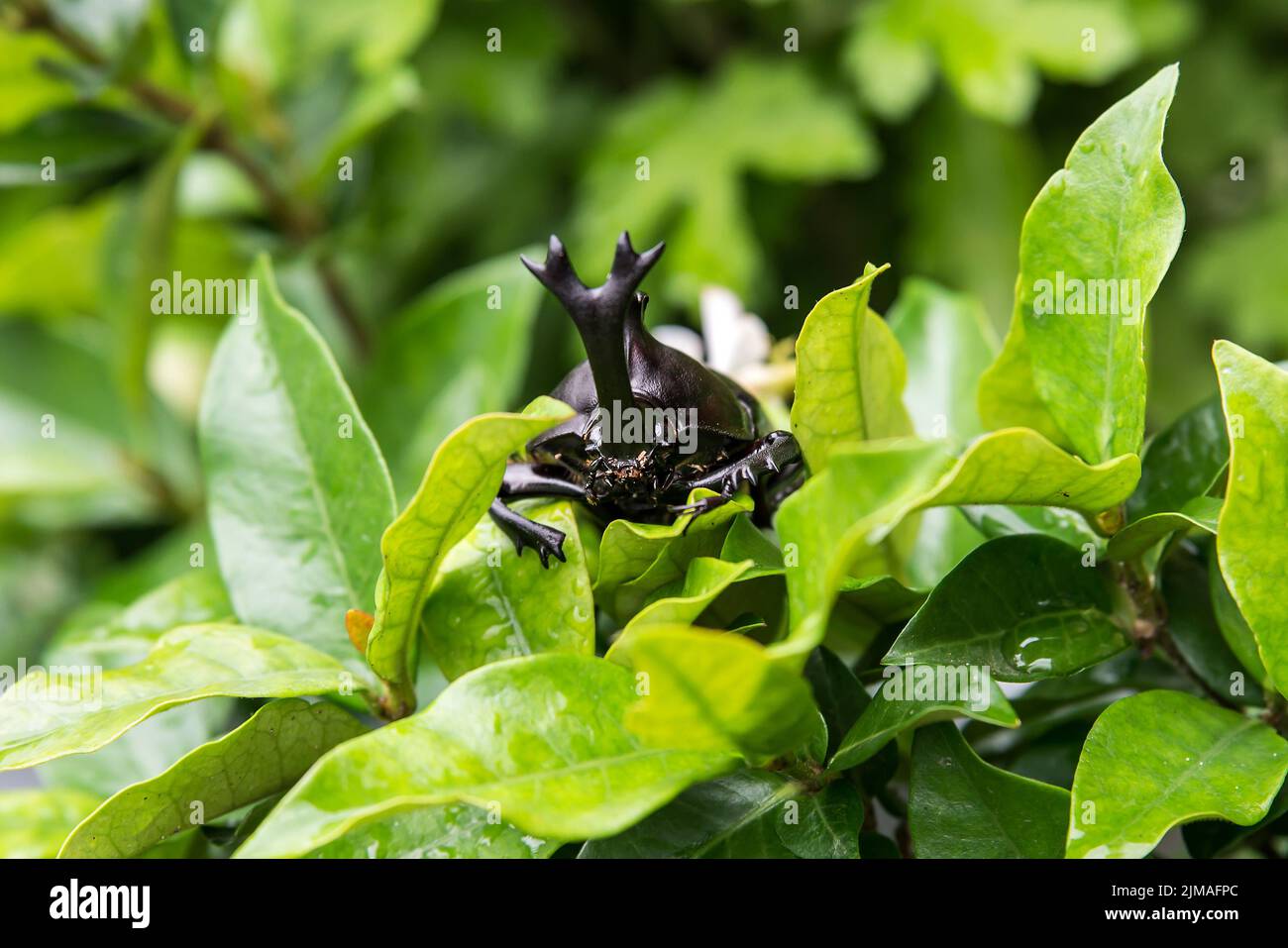 South korean insect hi-res stock photography and images - Alamy