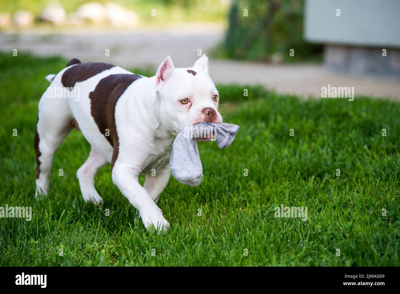 American Bully puppy dog in move with a sock toy on grass Stock Photo ...