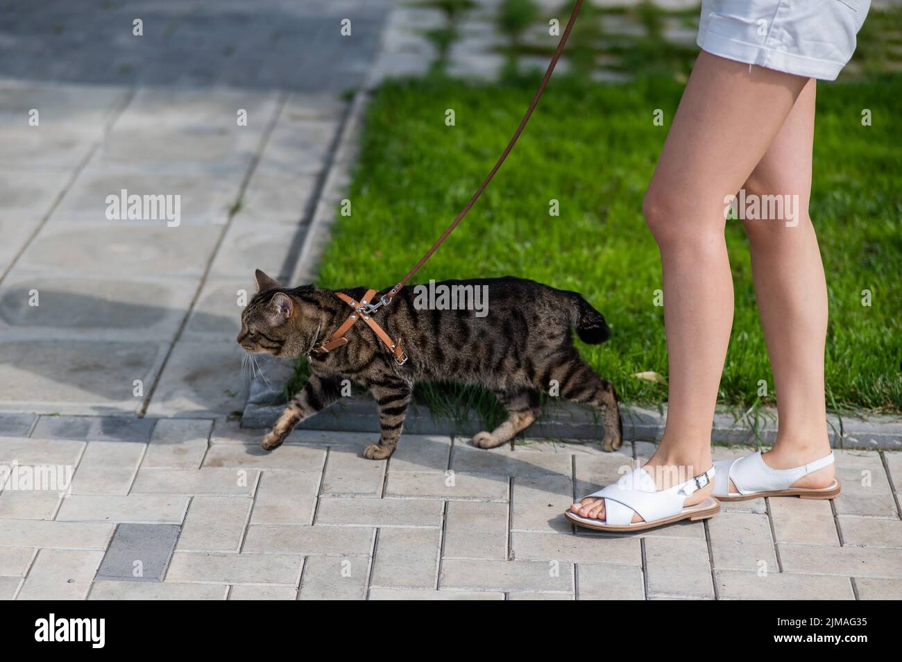 Caucasian woman walking with a cat on a leash outdoors in summer Stock ...