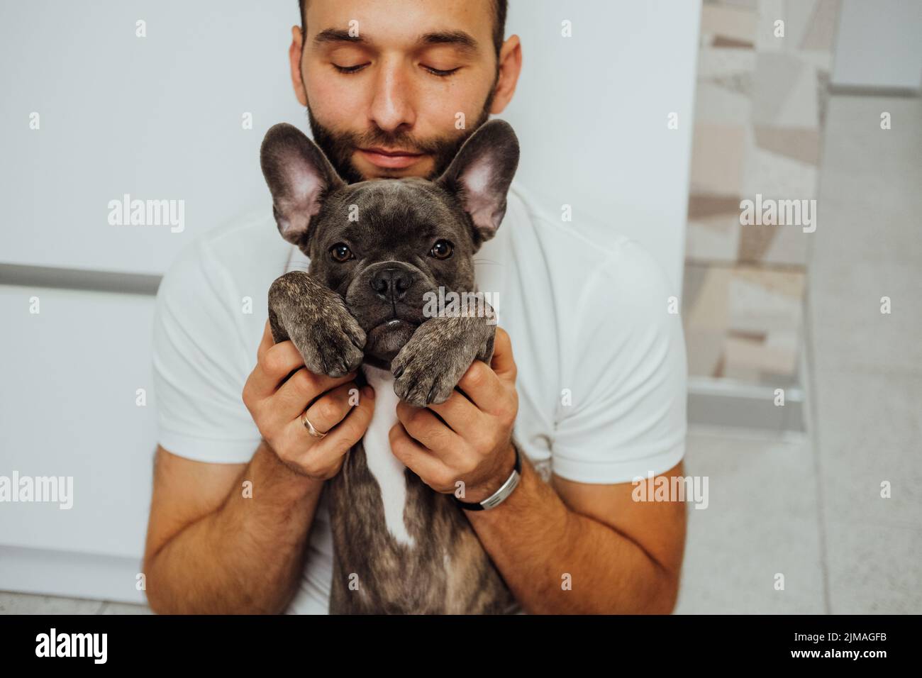 Male french bulldog hi-res stock photography and images - Alamy