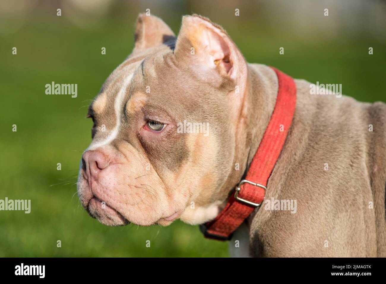 American bully looking up hi-res stock photography and images - Alamy