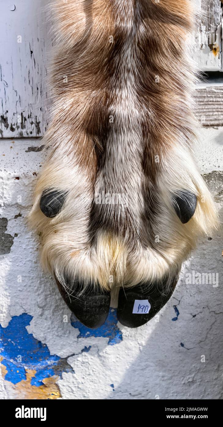 Close up Reindeer hoo/foot for sale Olden Norway Stock Photo - Alamy