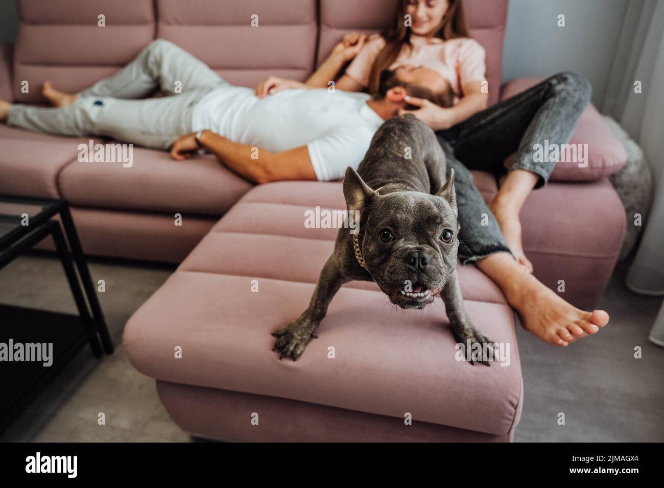 Woman house dog barking hi-res stock photography and images - Alamy