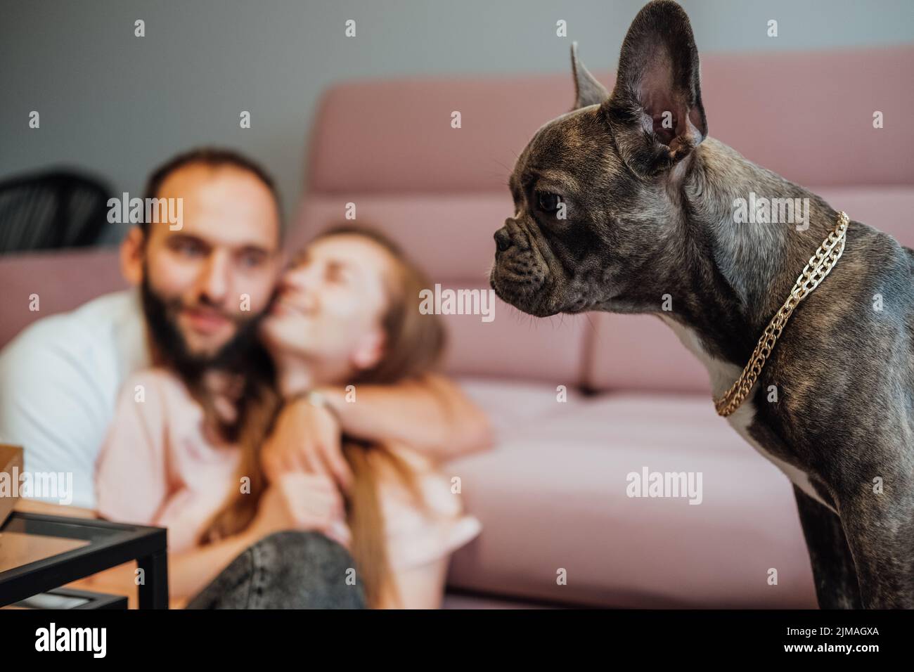 Small French Bulldog Pitifully Looking While Cheerful Man and Woman ...