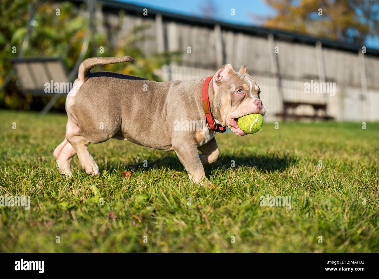 A pocket male American Bully puppy dog is playing with tennis ball on ...