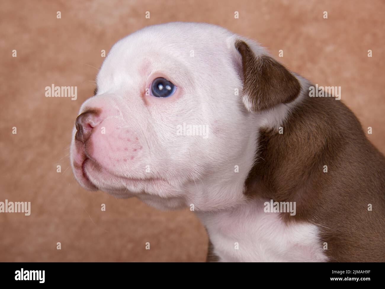 American bullies dog muzzle hi-res stock photography and images - Alamy