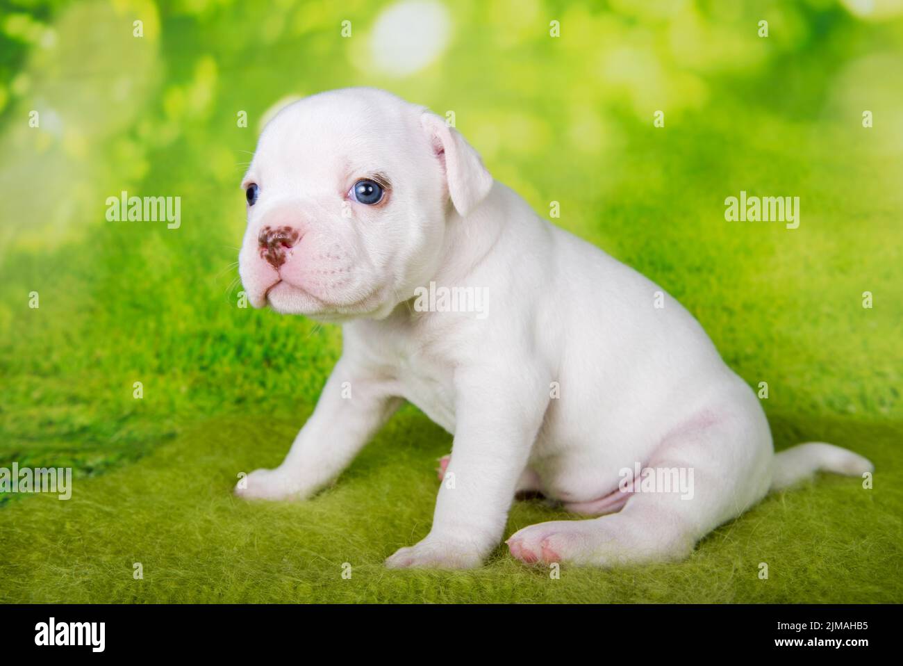 White American Bullies puppy on green background Stock Photo - Alamy