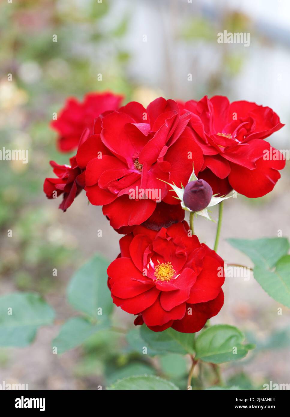 Bush of a red rose in a garden in the summer Stock Photo - Alamy