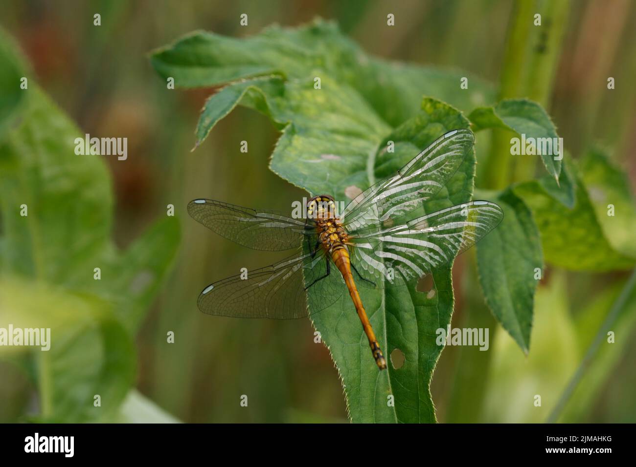 Insects dragonfly dragonflies animal hi-res stock photography and ...