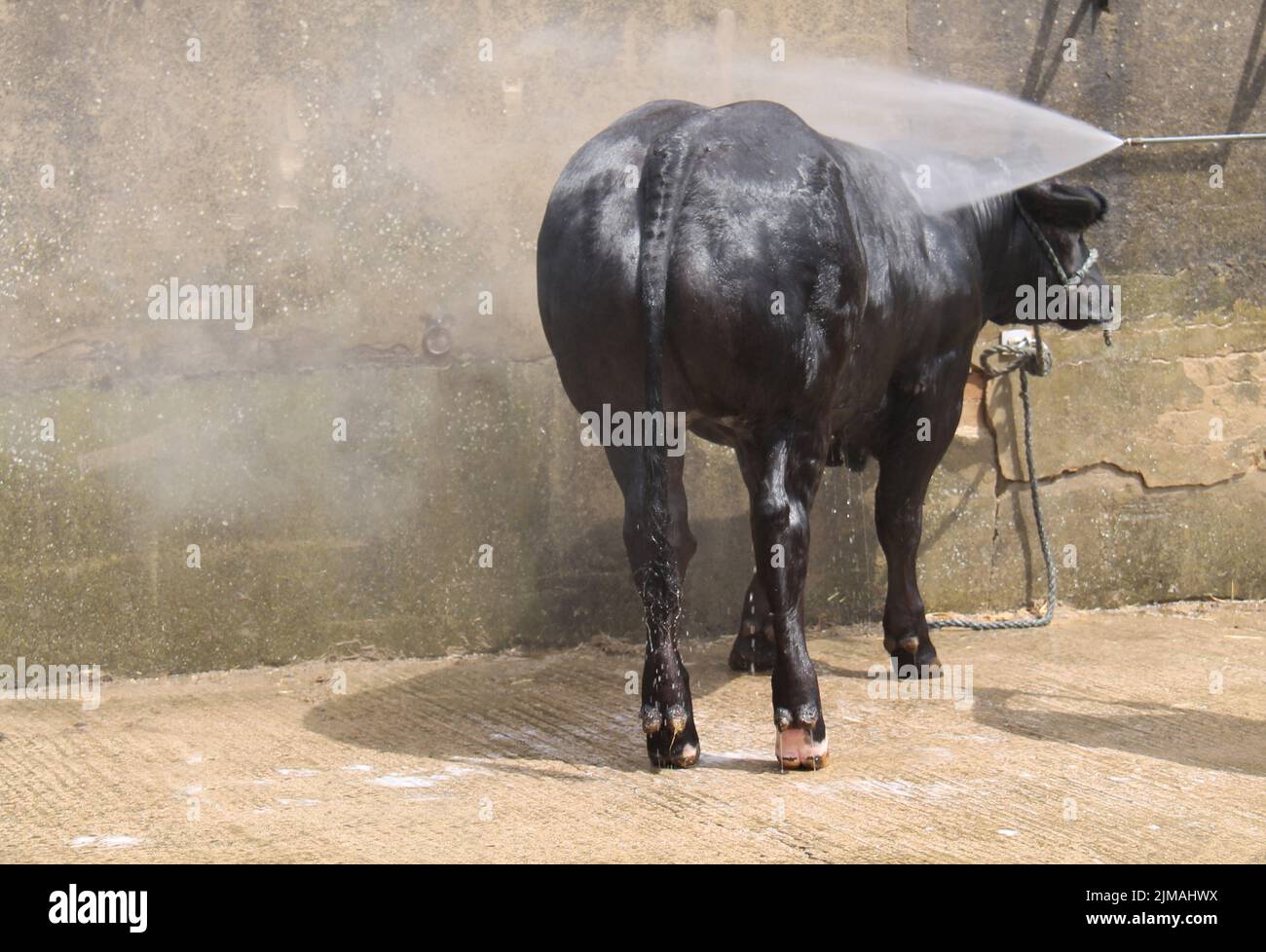 Champion steer hi-res stock photography and images - Alamy
