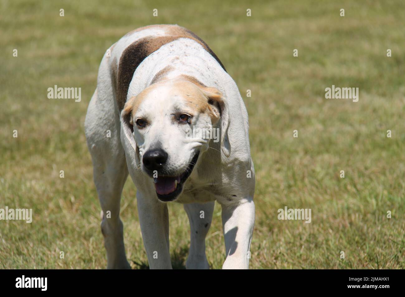 The Great Face of a Foxhound Hunting Dog Stock Photo - Alamy