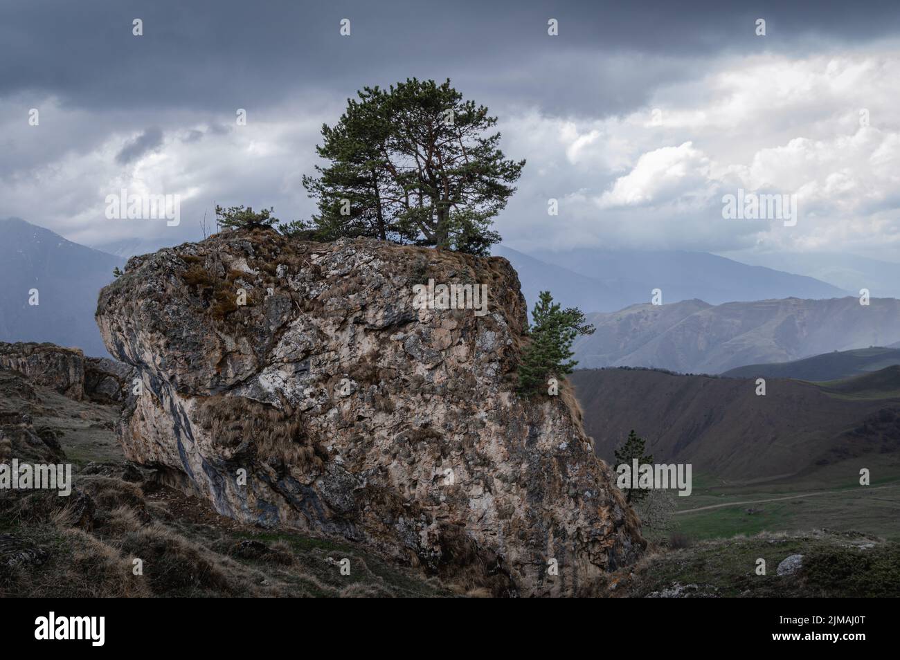 Tree growing from rock hi-res stock photography and images - Alamy
