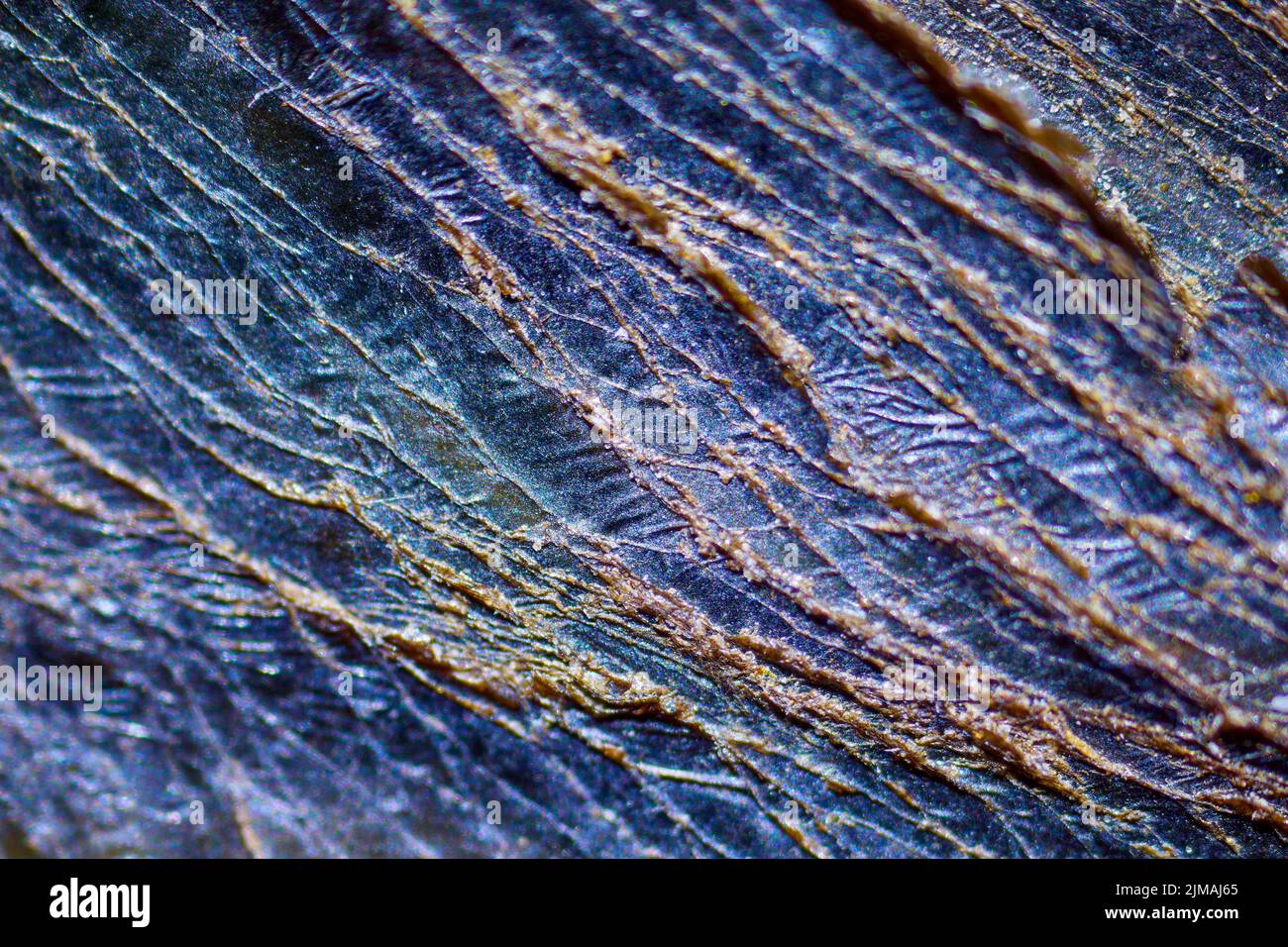 beautiful texture wave pattern shell surface under the microscope Stock ...