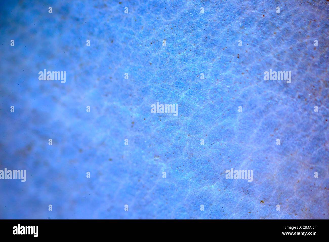 beautiful texture wave pattern shell surface under the microscope Stock ...