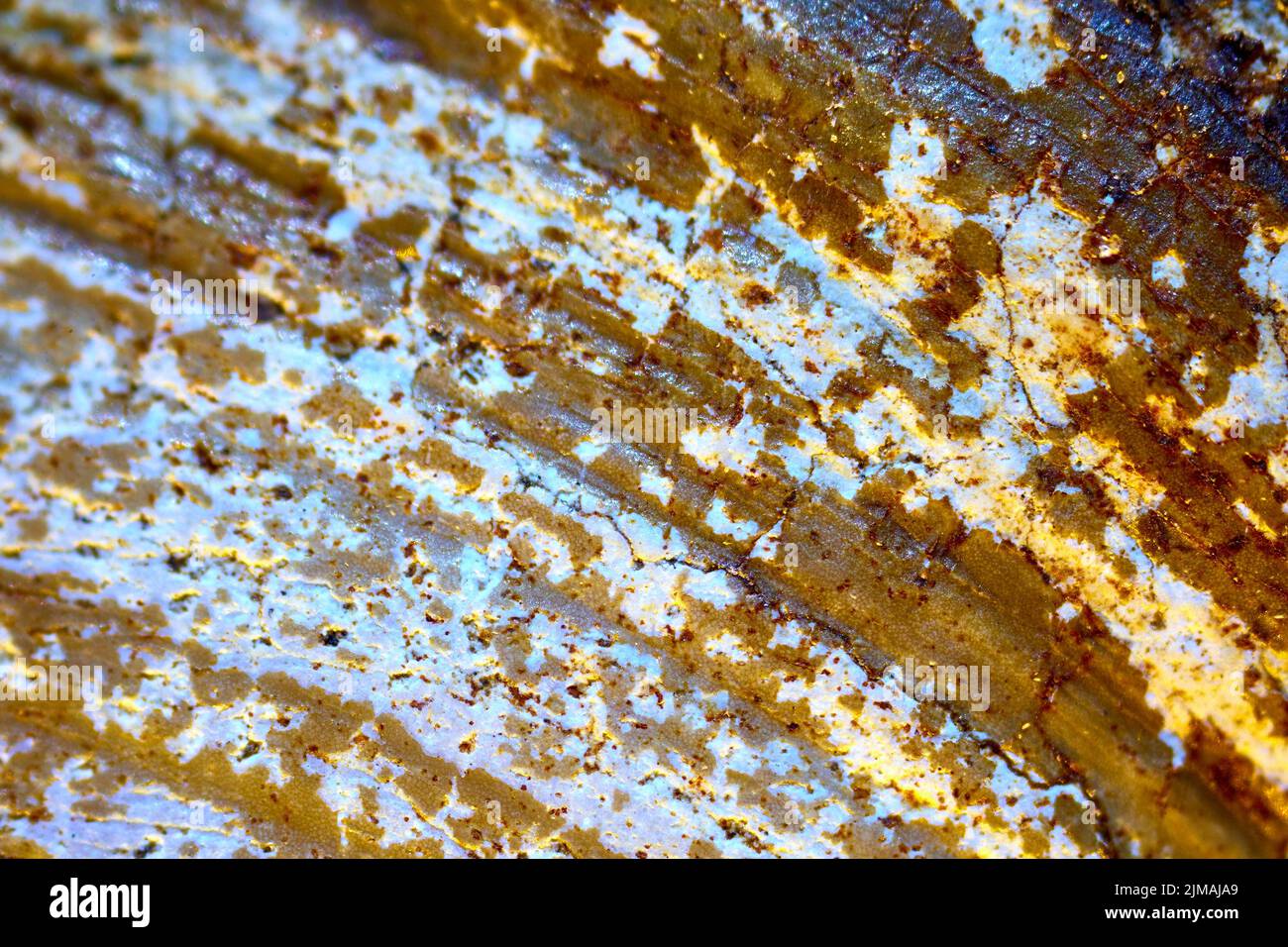 beautiful texture wave pattern shell surface under the microscope Stock ...