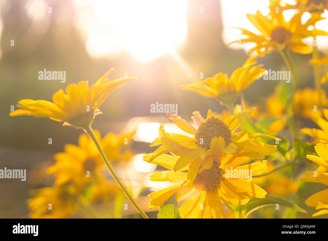 yellow summer flowers, and sun rays of light Stock Photo - Alamy