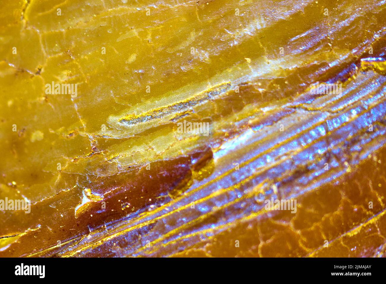 beautiful texture wave pattern shell surface under the microscope Stock ...