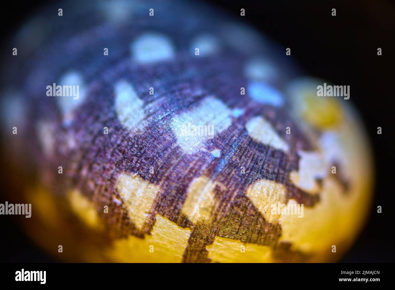 beautiful texture wave pattern shell surface under the microscope Stock ...