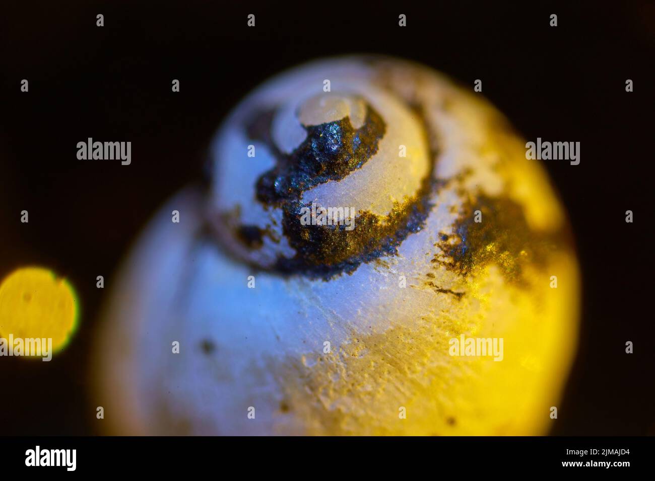 beautiful texture wave pattern shell surface under the microscope Stock ...